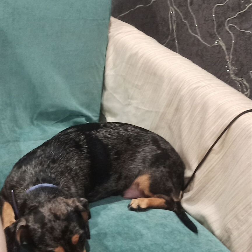 Отдам в добрые руки мини таксу