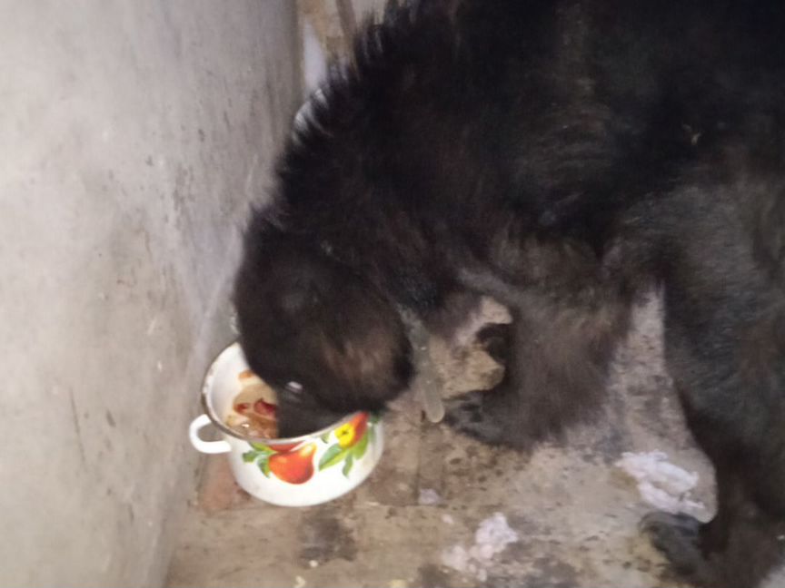 Отдадим бесплатно собаку