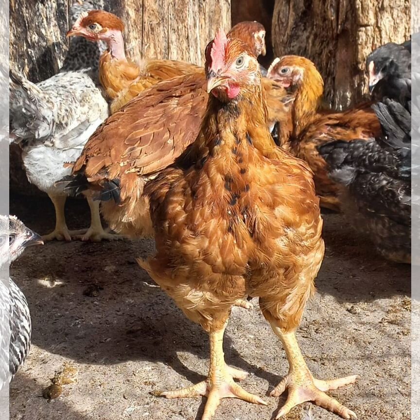 Доминант, Грис Бар