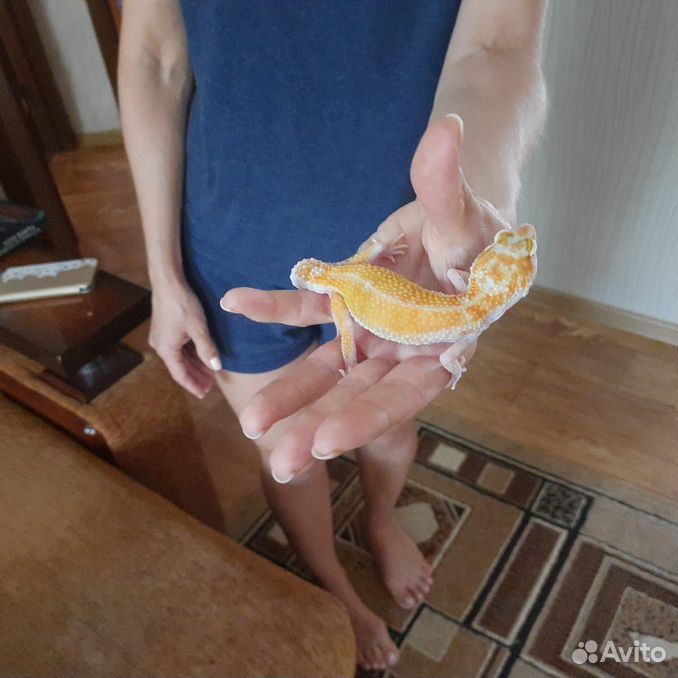 Ящерка эублефар