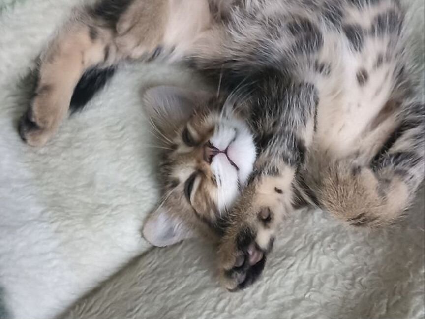 Котенок в дар бесплатно