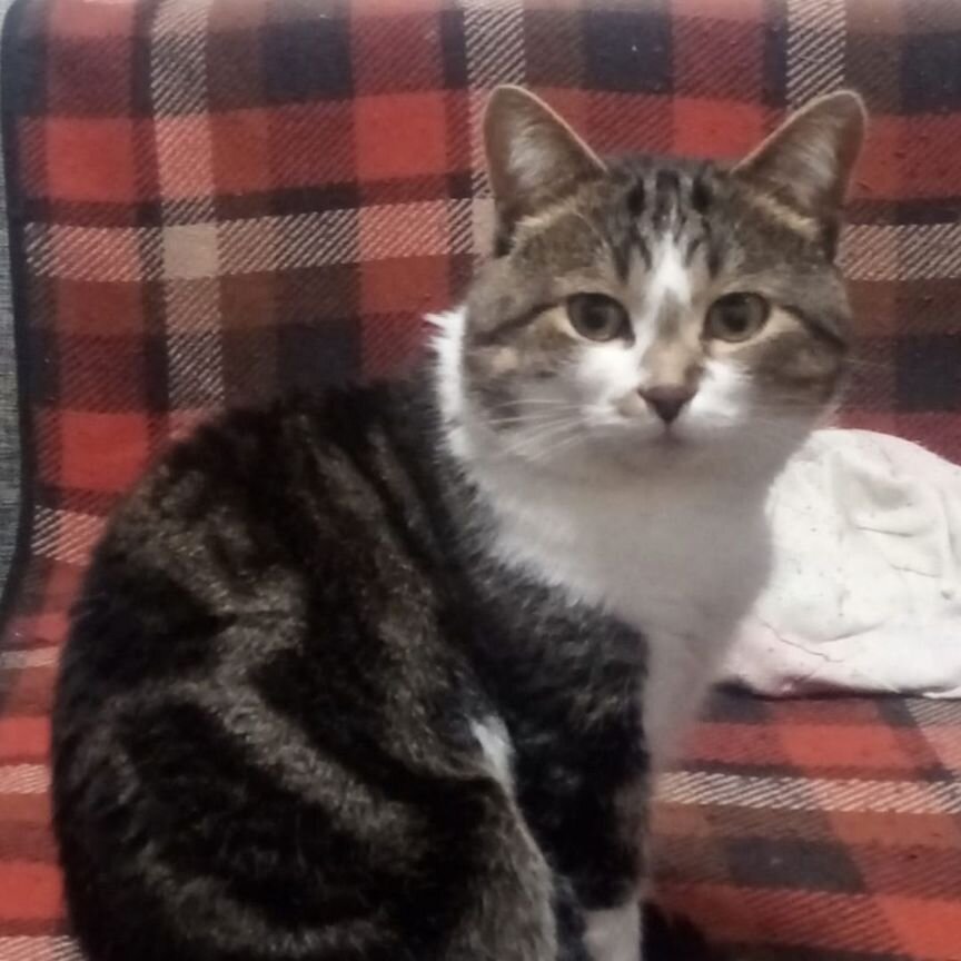 Котик, 5 лет