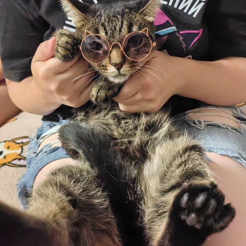 Кошки в добрые руки