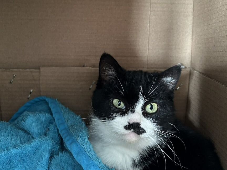 Котенок добрым, отвественным людям