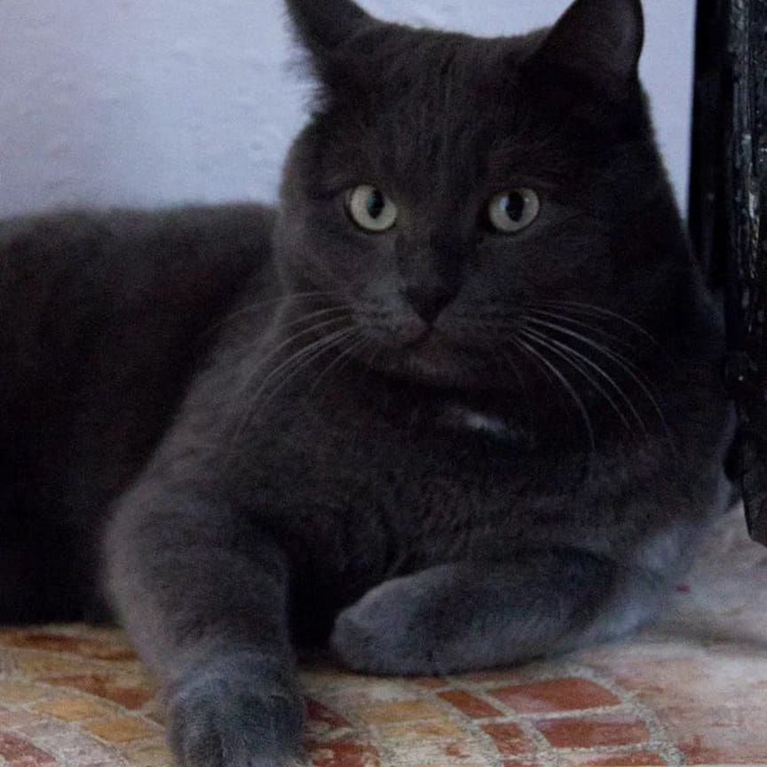 Котик в добрые руки
