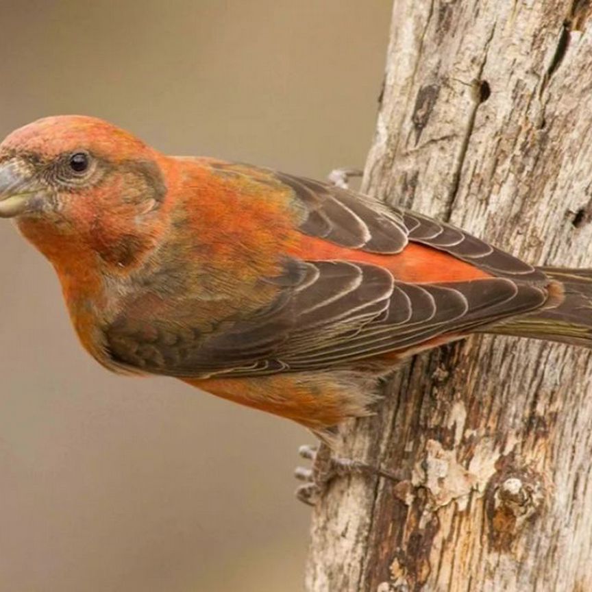 Клест-еловик