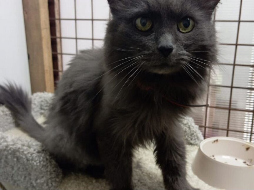 Моя хозяйка умерла, я никому не нужен