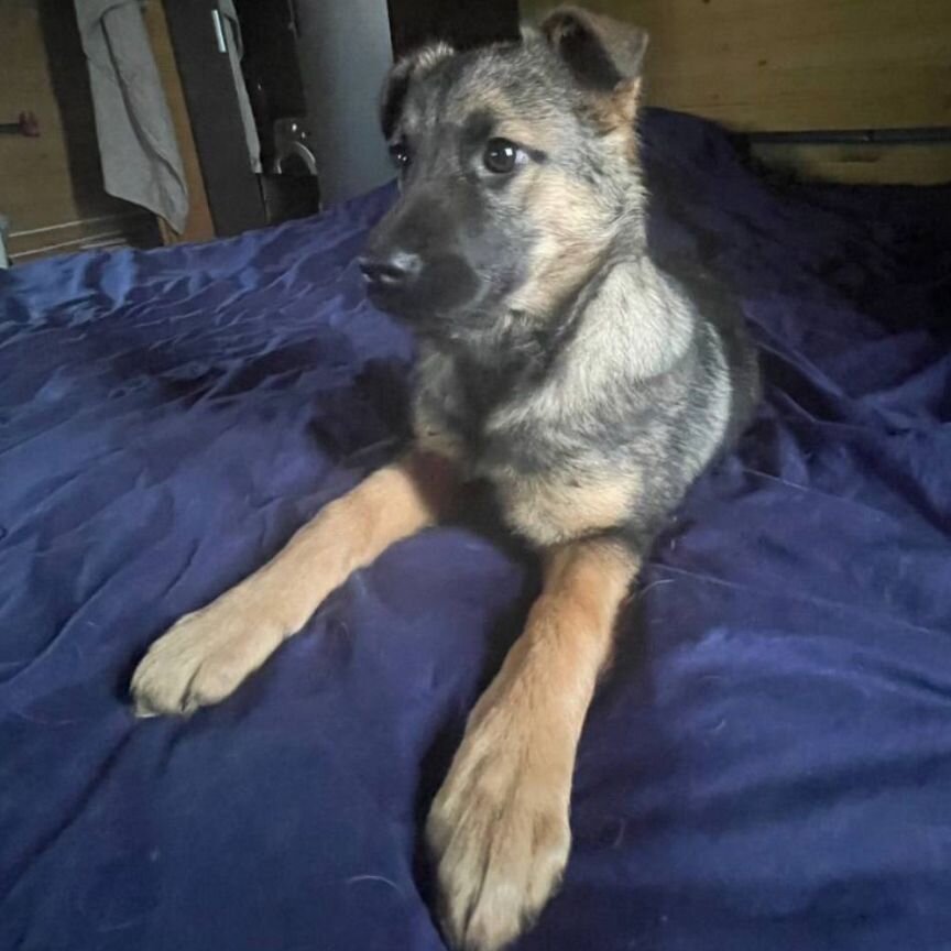 Щенок в добрые руки