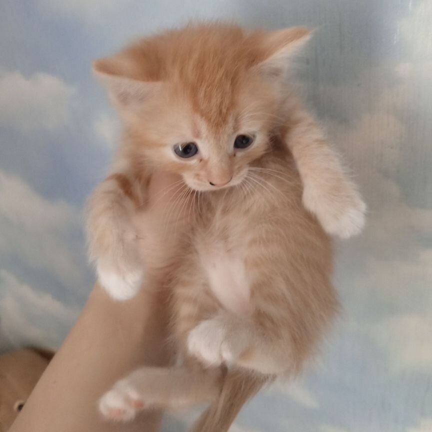 Рыженькая кошечка