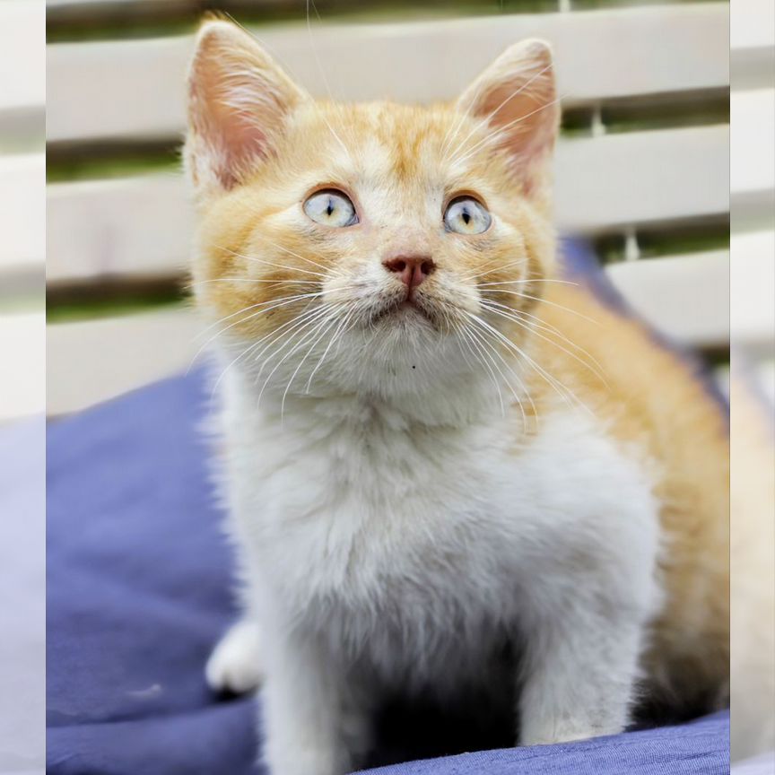 Умнейший котенок мальчик 2 месяца