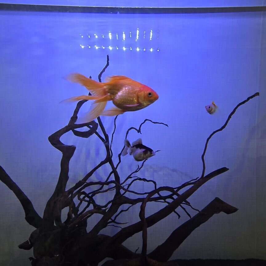 Золотая рыбка оранда