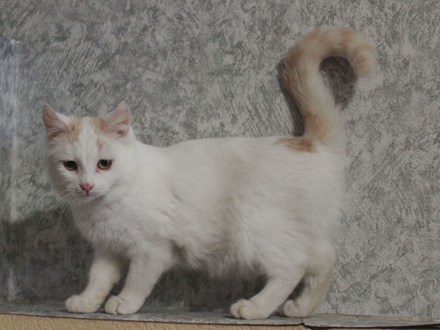 Боня и Лакки ищут семью