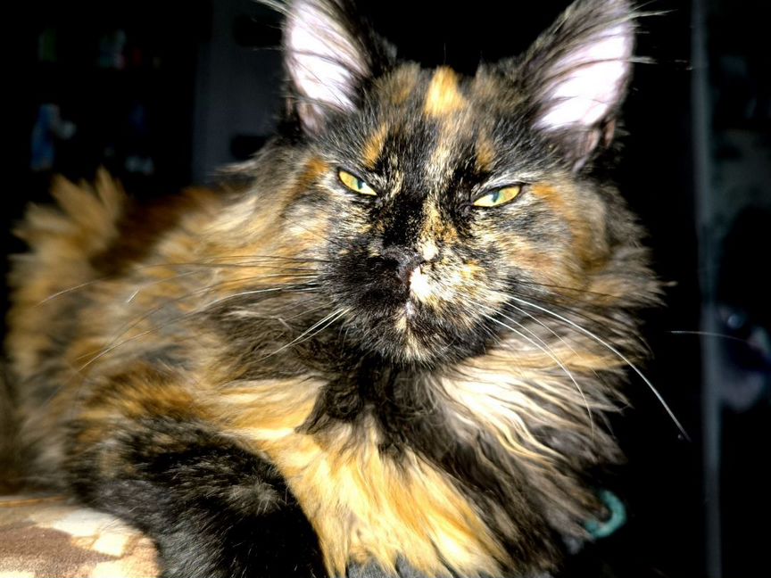 Мейн-куняшка