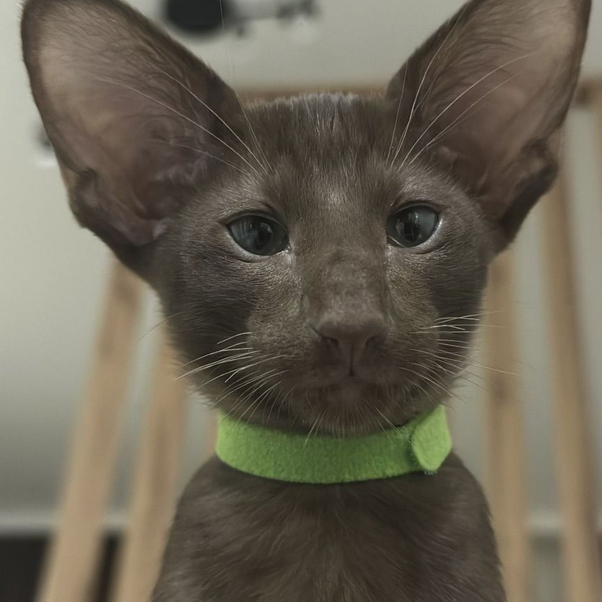 Ориентальный котёнок