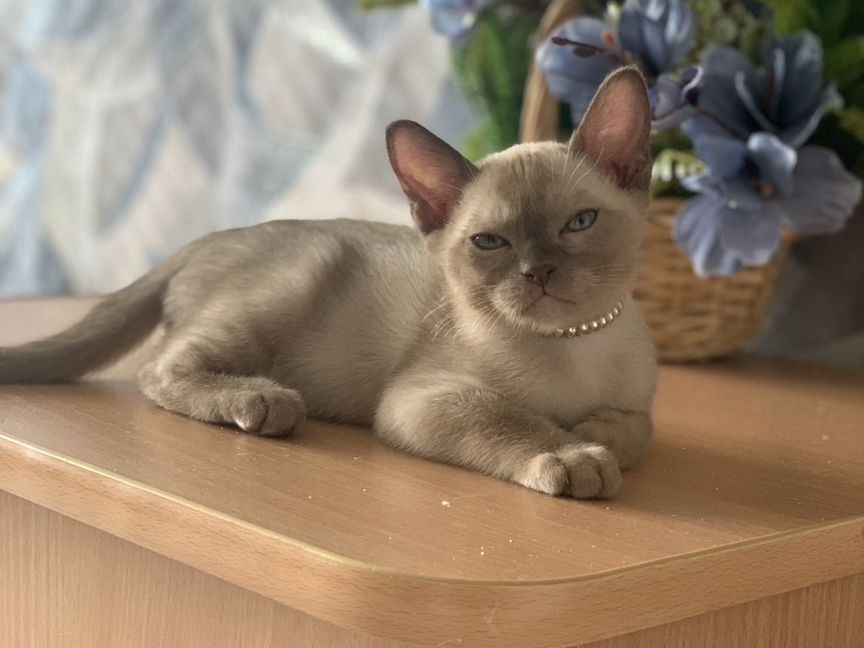 Бурманское чудо