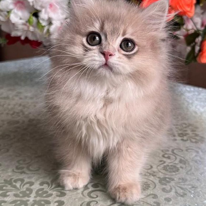 Британская длинношерстная шиншилла