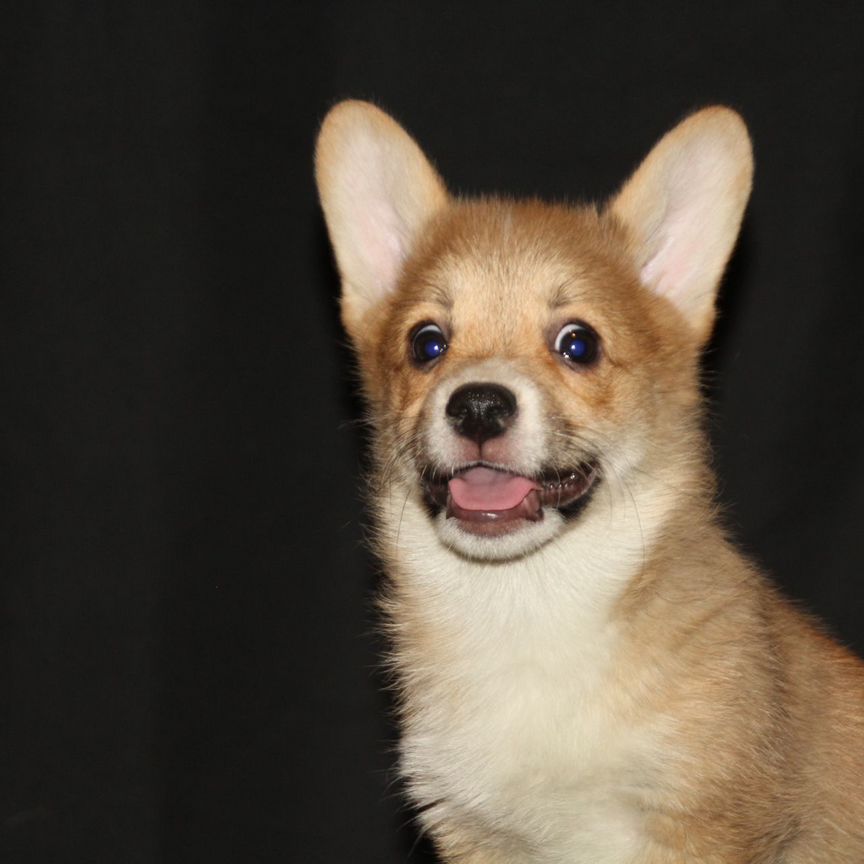 Вельш корги пемброк щенок