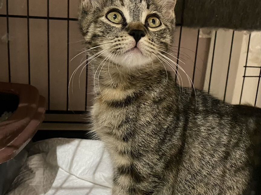 Полосатый котенок в дар