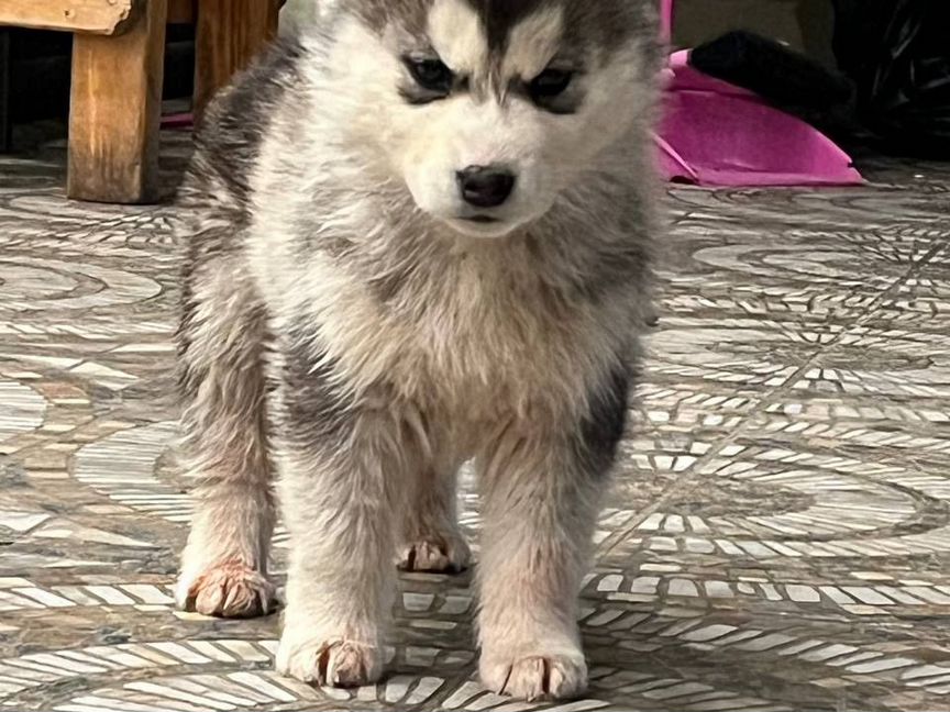 Сибирский хаски