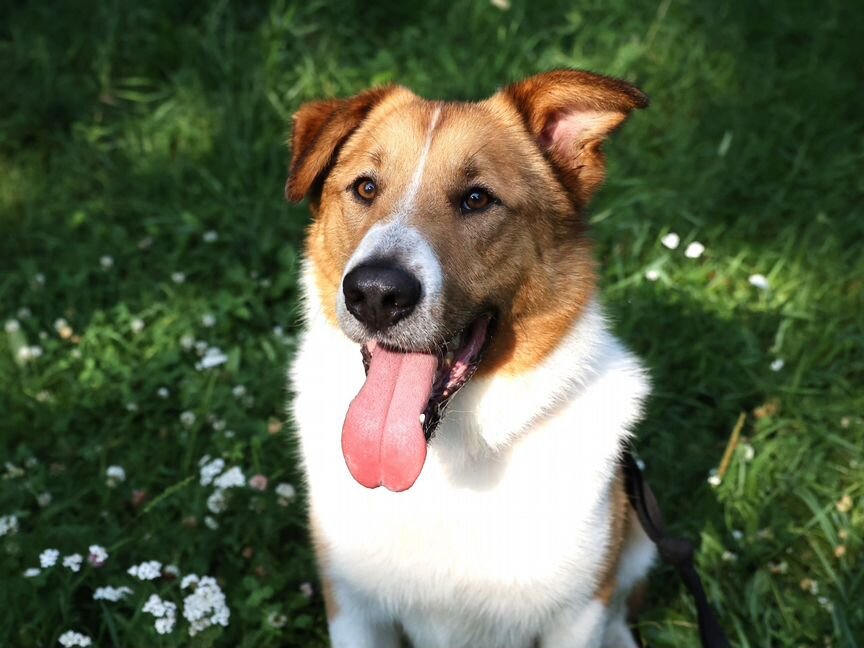 Собака в добрые руки. Собака бесплатно