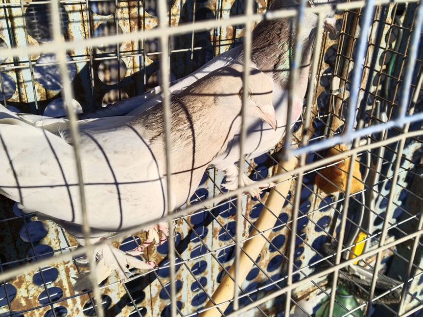 Голуби такла турецкие