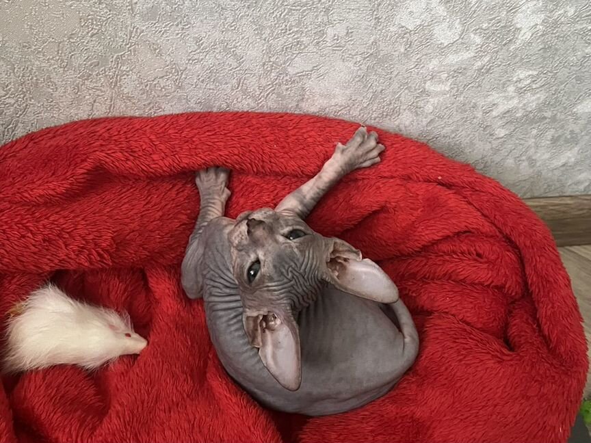 Сфинкс котенок девочка