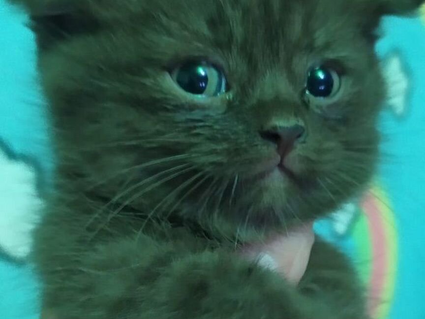 Шотландские котята