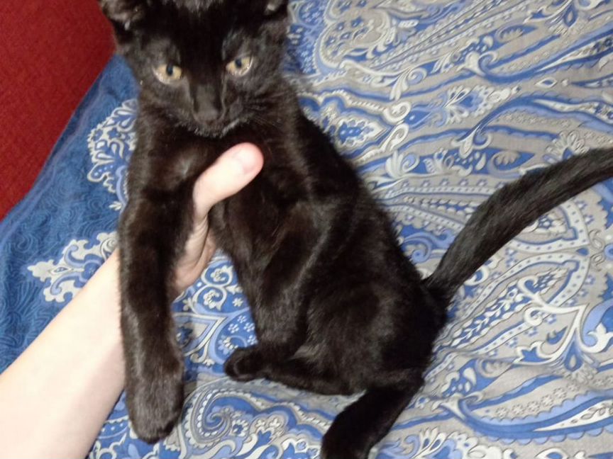 Черный котенок в добрые руки