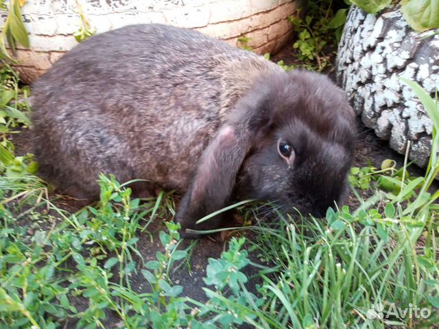 Кролики породы французский баран