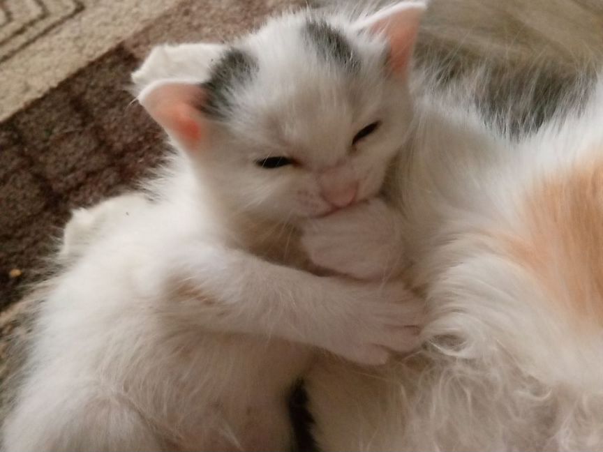 Котятки в добрые руки