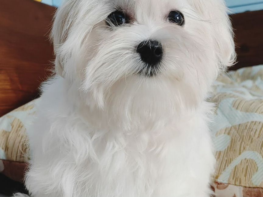 Шикарная мини с мордочкой беби фейс