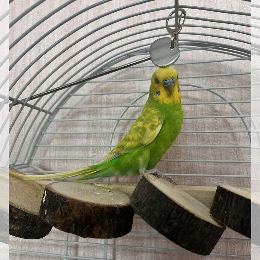 Волнистый попугай с клеткой