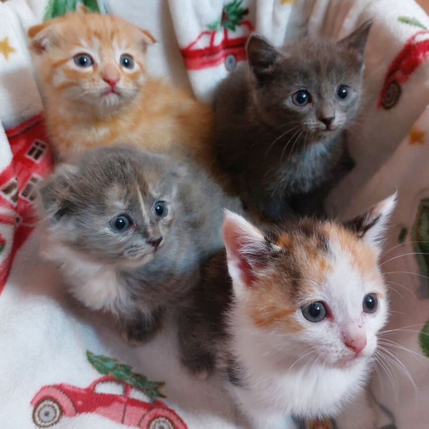 Шотландский вислоухий короткошёрстный котёнок