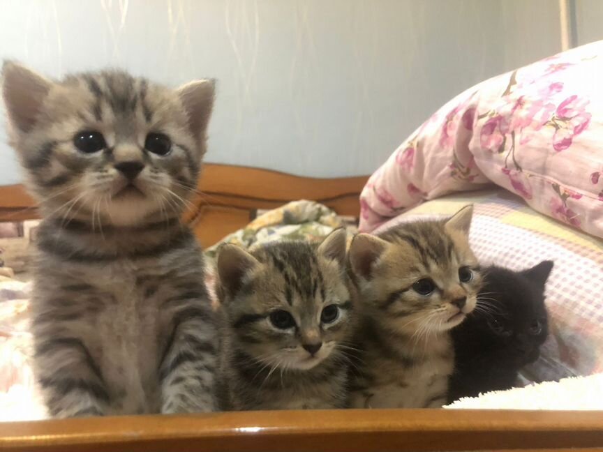 Продам котят