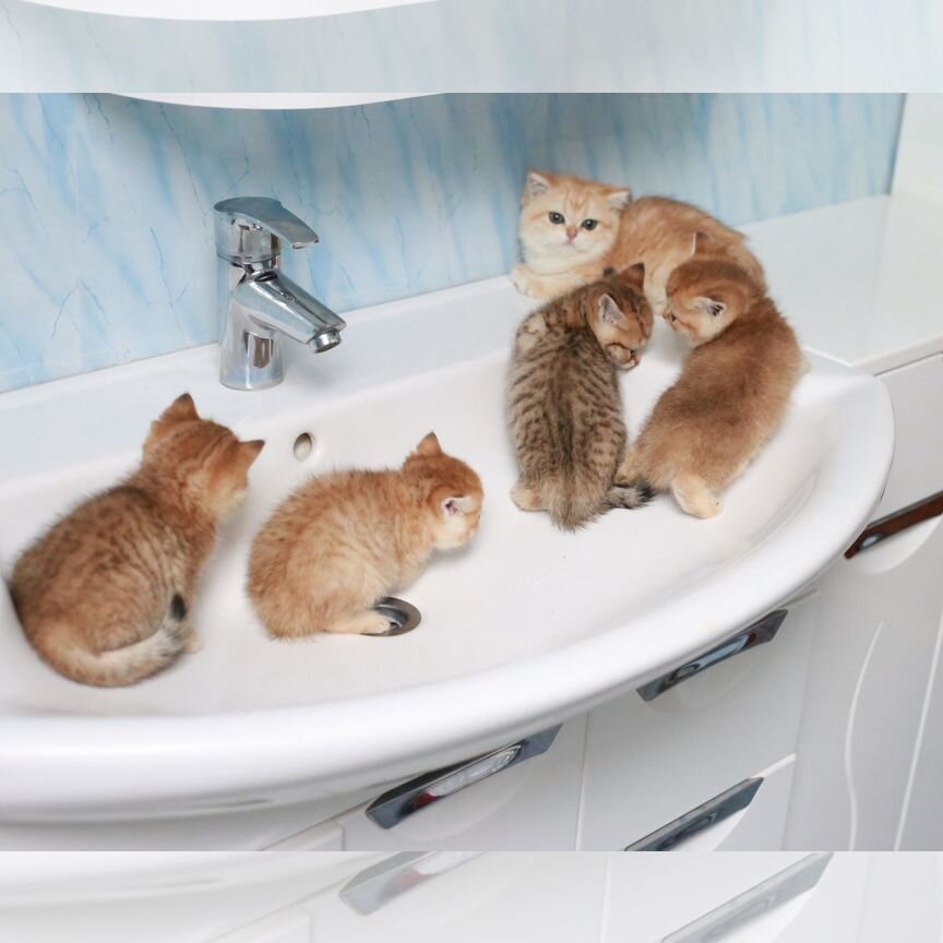 Британские котята золотая шиншилла
