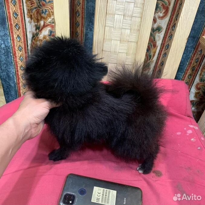 Померанский шпиц мини черный Микрон