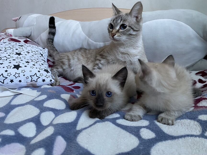 Котята в добрые руки