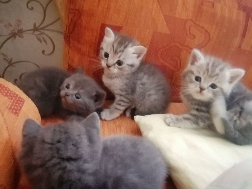 Британские котята