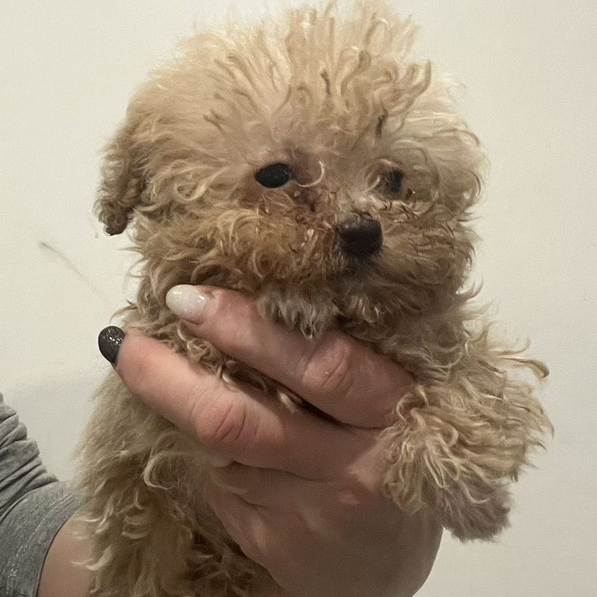 Той-пудель, щенок