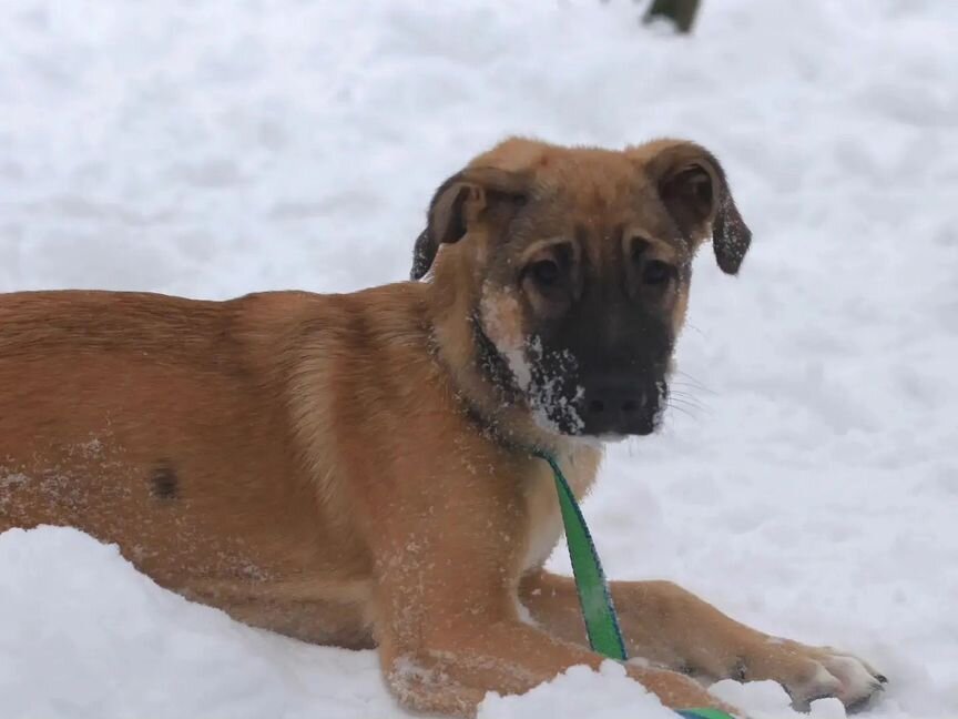 Щенок Персик в поисках дома