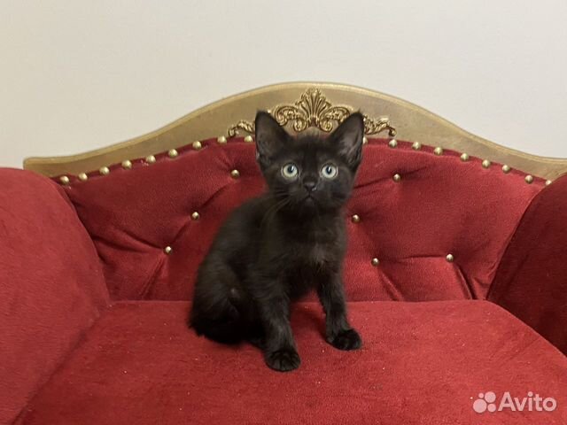 Бомбейские котята Риччи и Римма