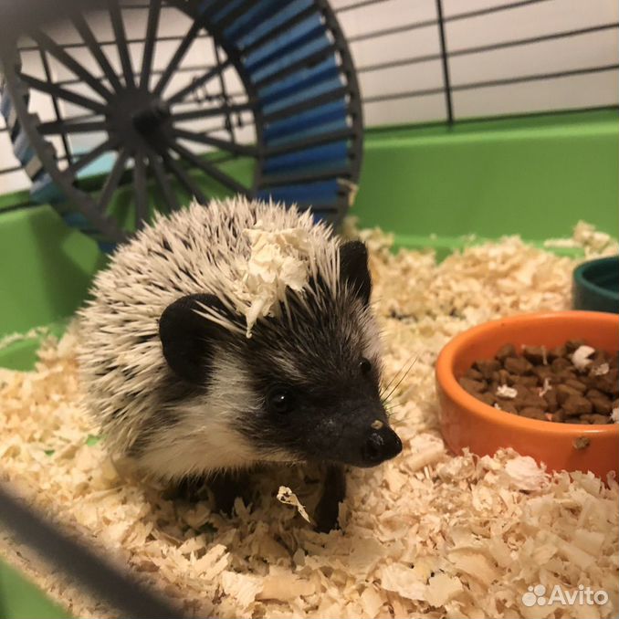 Продам африканского ёжика