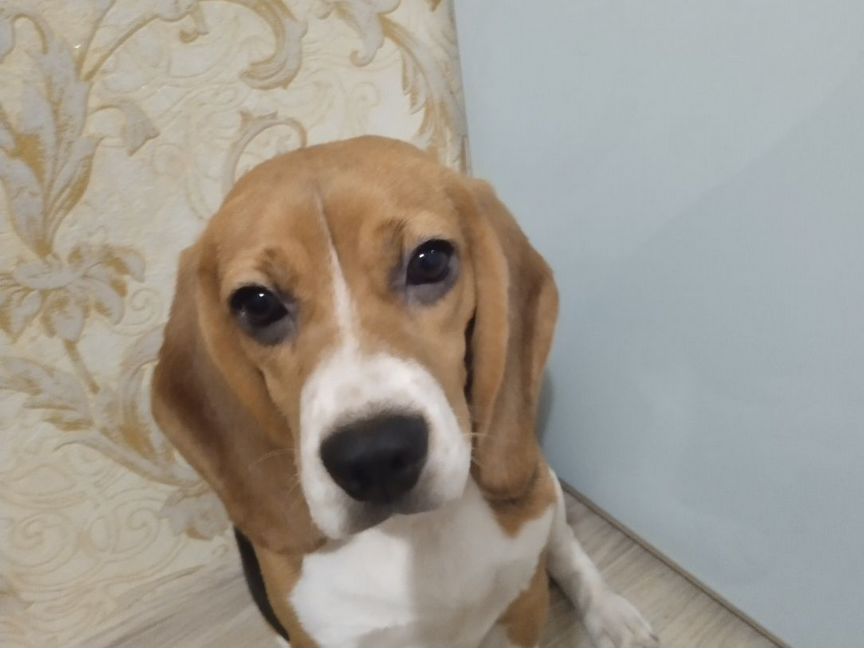 Щенки бигль с документами