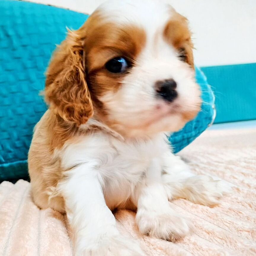 Кавалер Кинг Чарльз спаниель