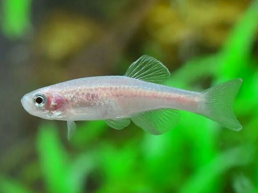 Данио белый, стайные шустрые рыбки