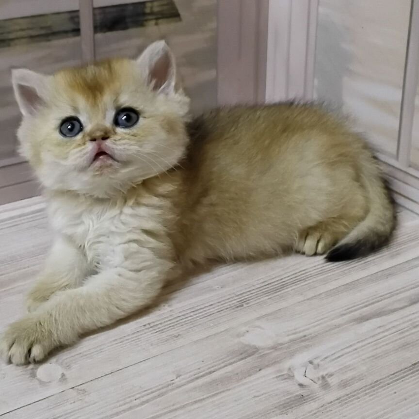 Шотландская золотая шоколадная