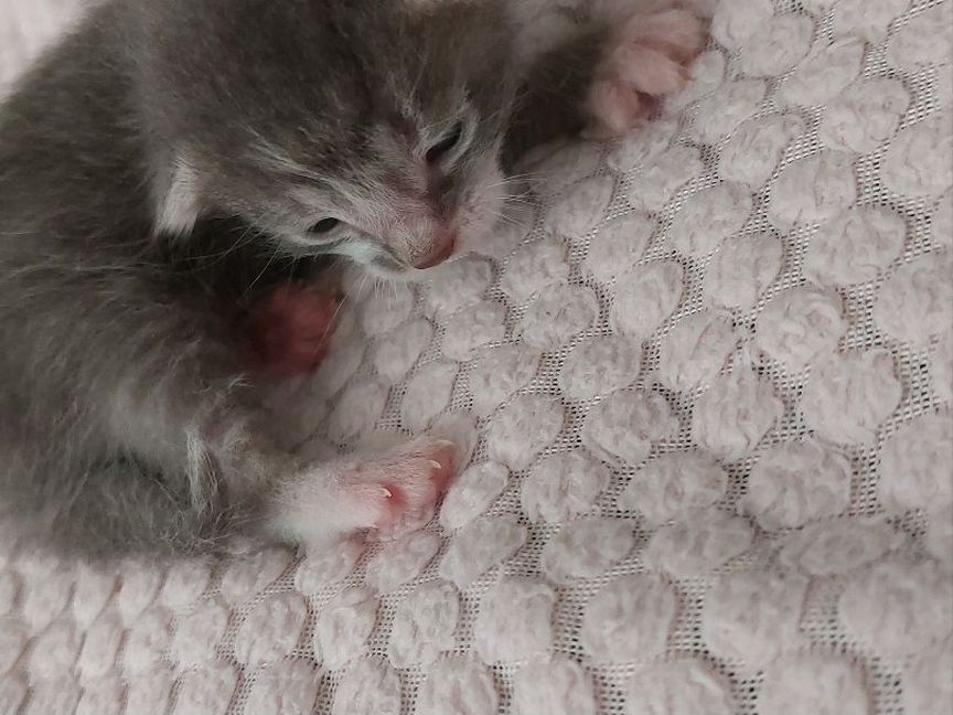 Котенок