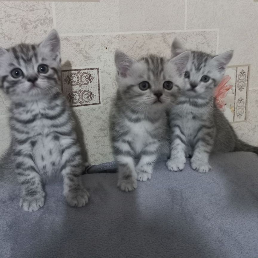 Шотландский вислоухий короткошёрстный котёнок