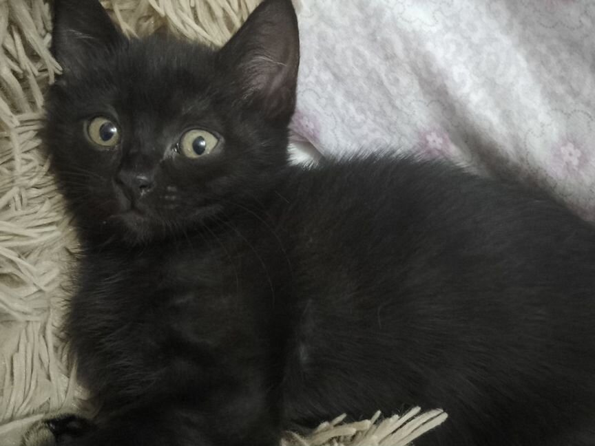 Котята в добрые руки бесплатно девочка