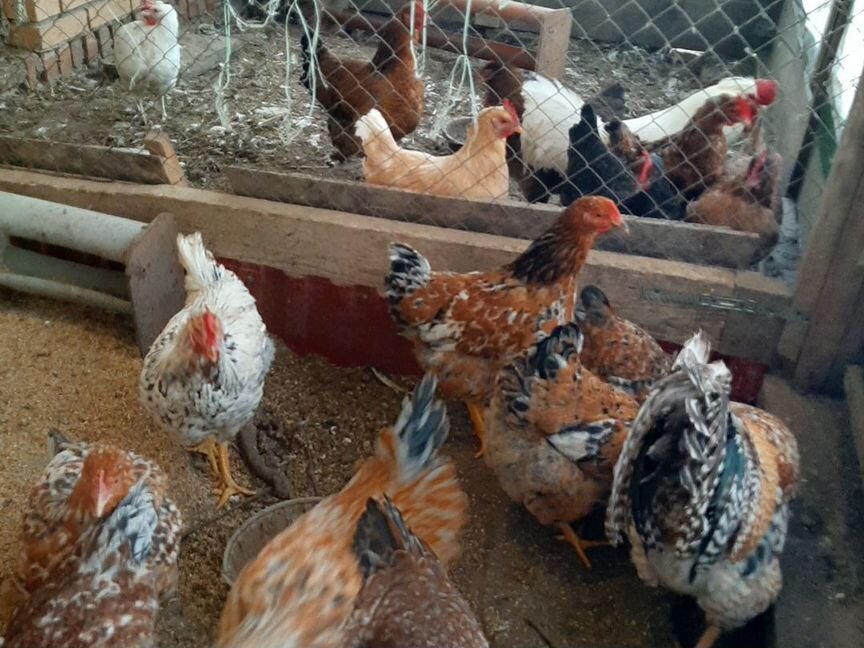 Куры молодки несушки